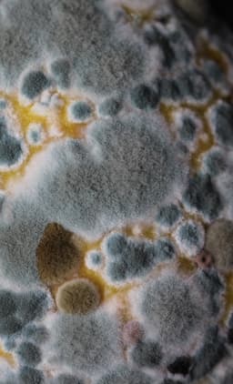 Bolor: O que é, Como Identificar e Prevenir Problemas - Sterilair